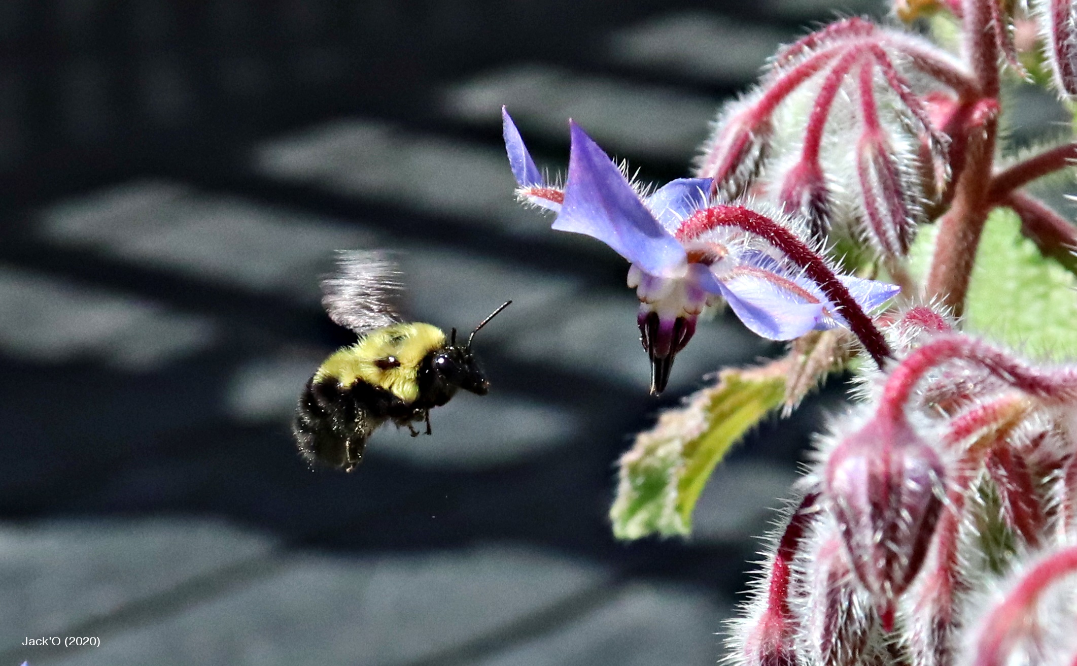 La pollinisation: un élément essentiel à notre survie | Nouvelles ...