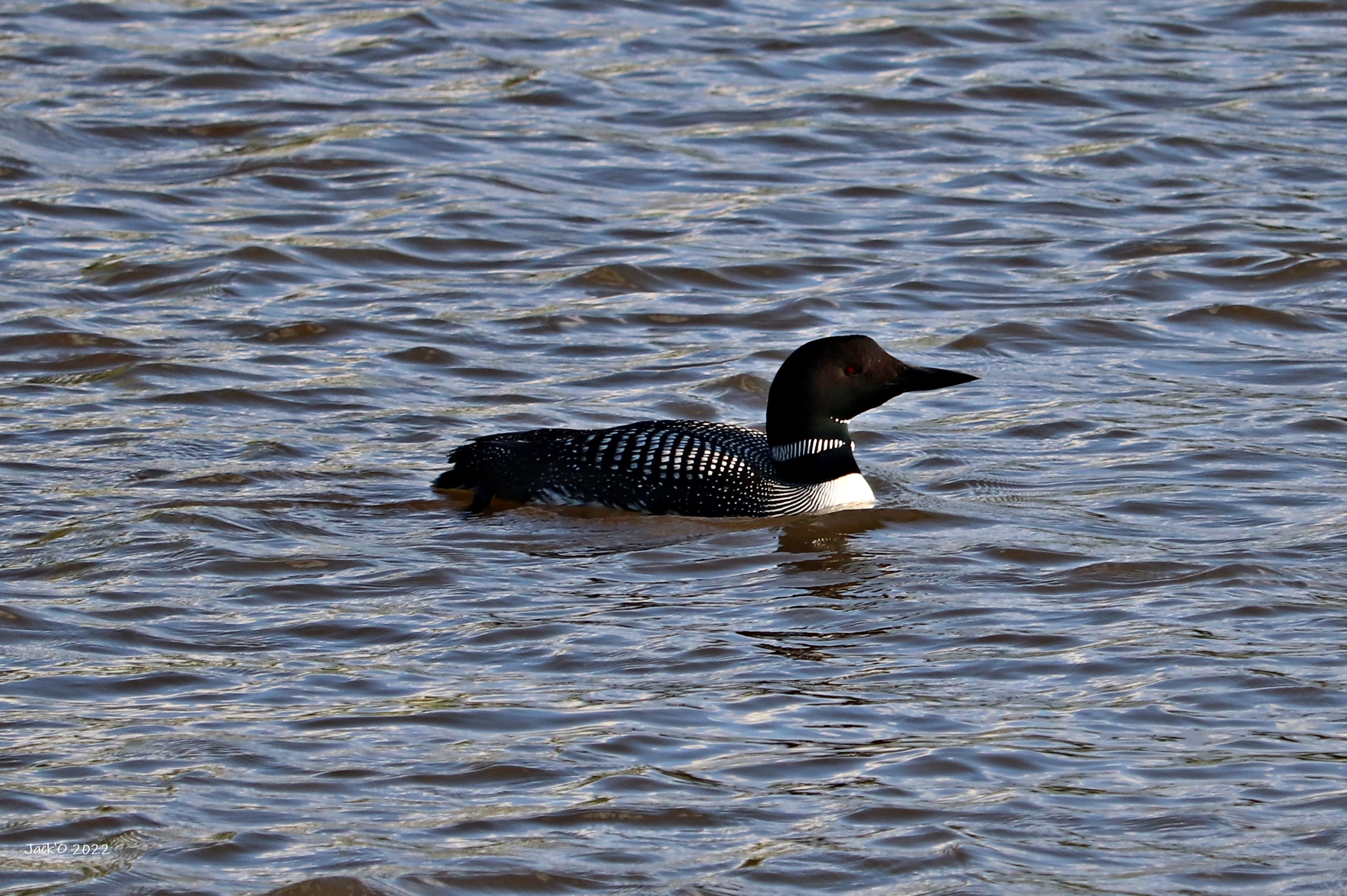 Symbiose - Huard à collier | Nouvelles | Journal Ensemble pour bâtir