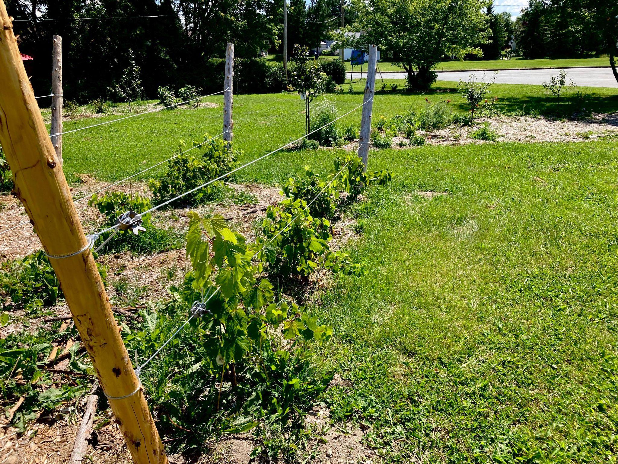Que se passe-t-il avec votre forêt nourricière d'Évain? | Nouvelles ...